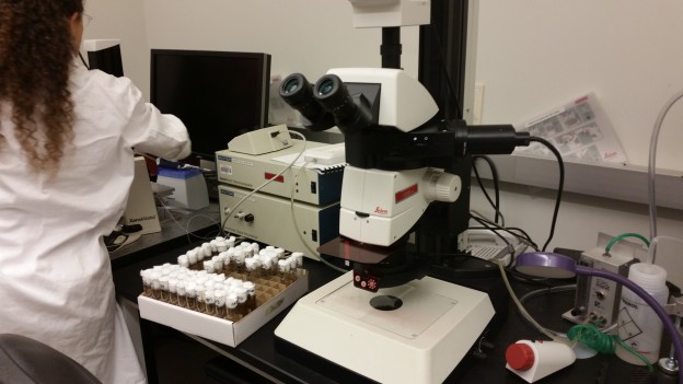 Insect Transgenesis Facility – Genetic Engineering and Society