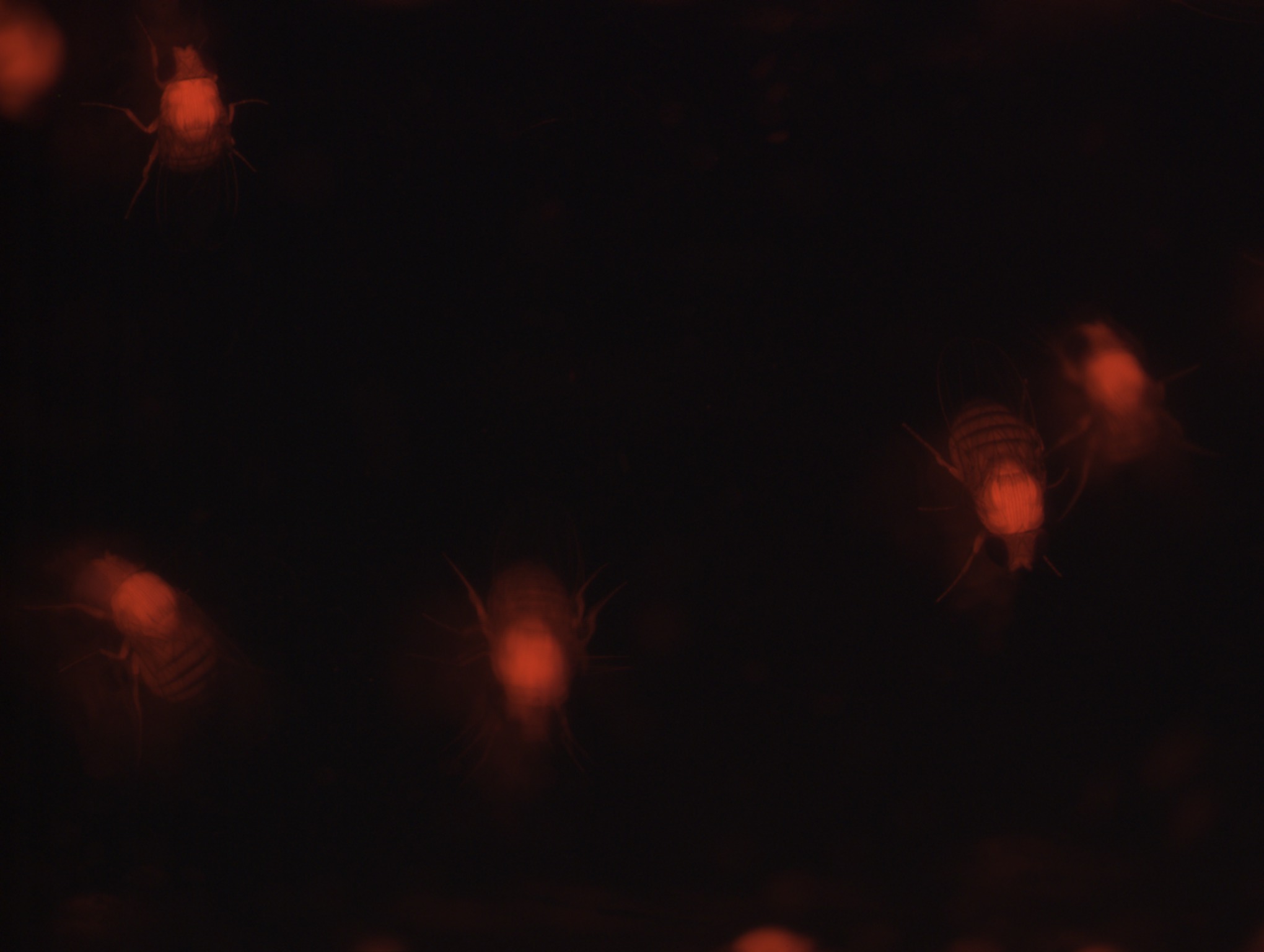 Insect Transgenesis Facility – Genetic Engineering and Society