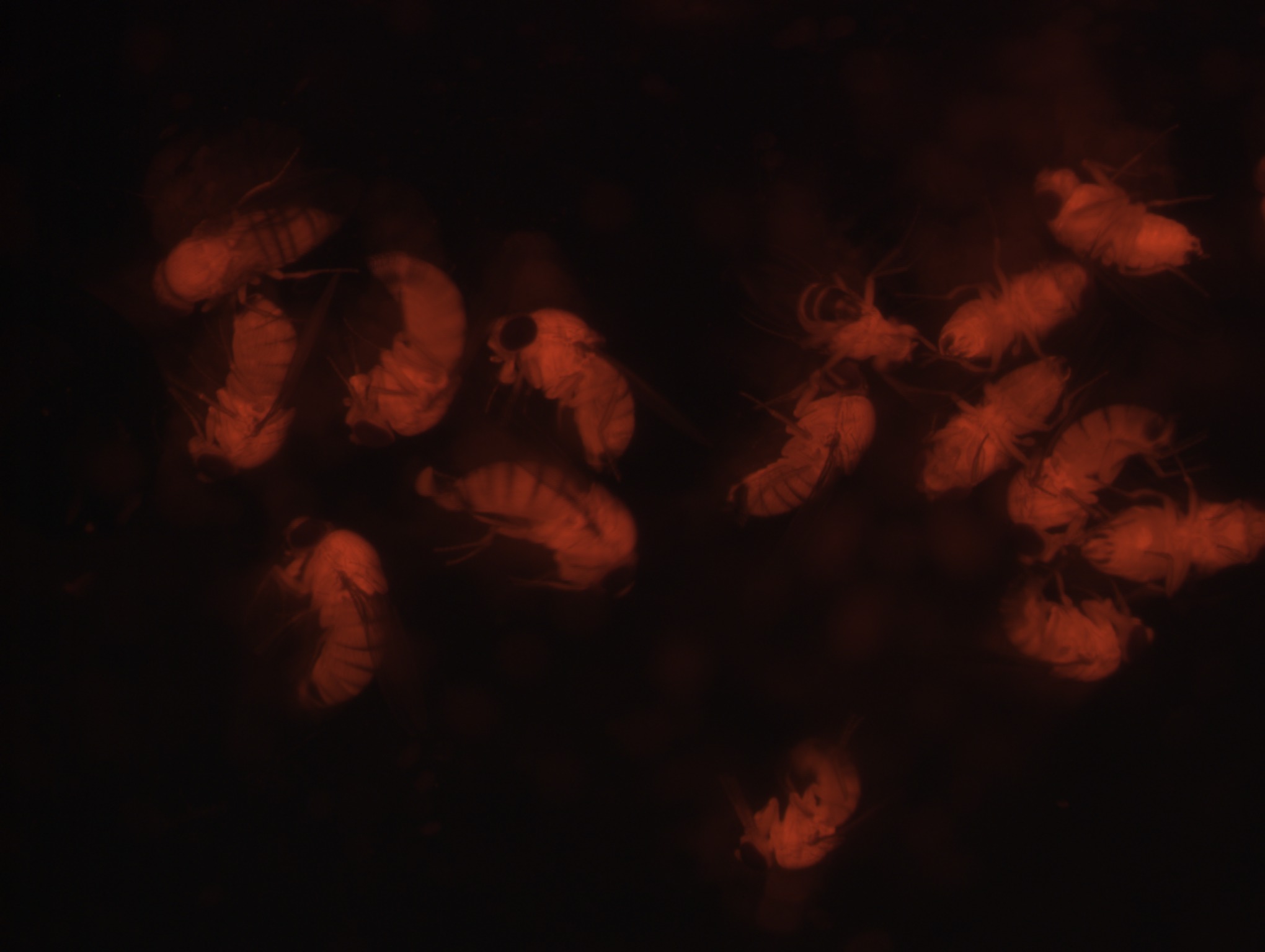 Insect Transgenesis Facility – Genetic Engineering and Society