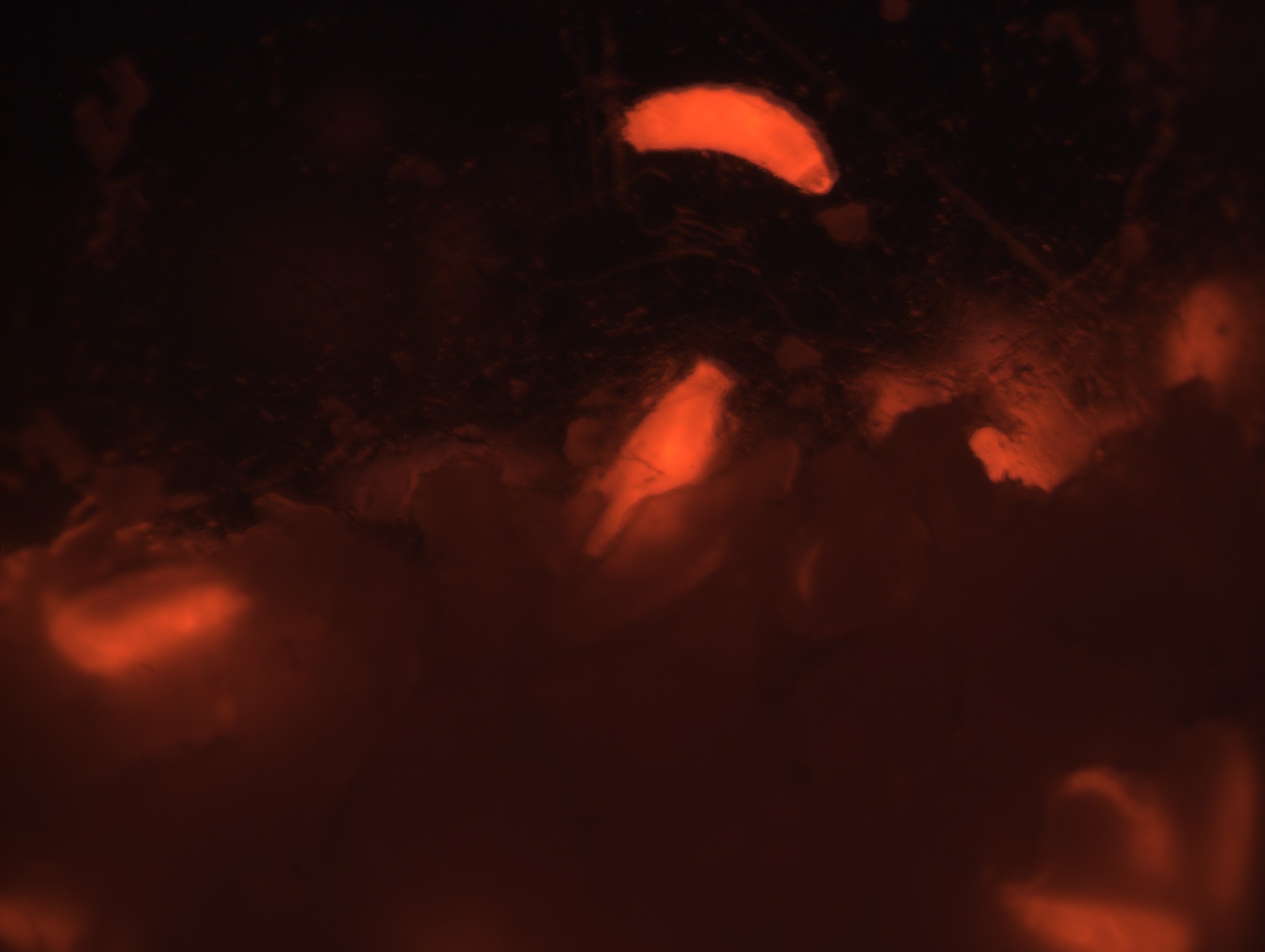 Insect Transgenesis Facility – Genetic Engineering and Society