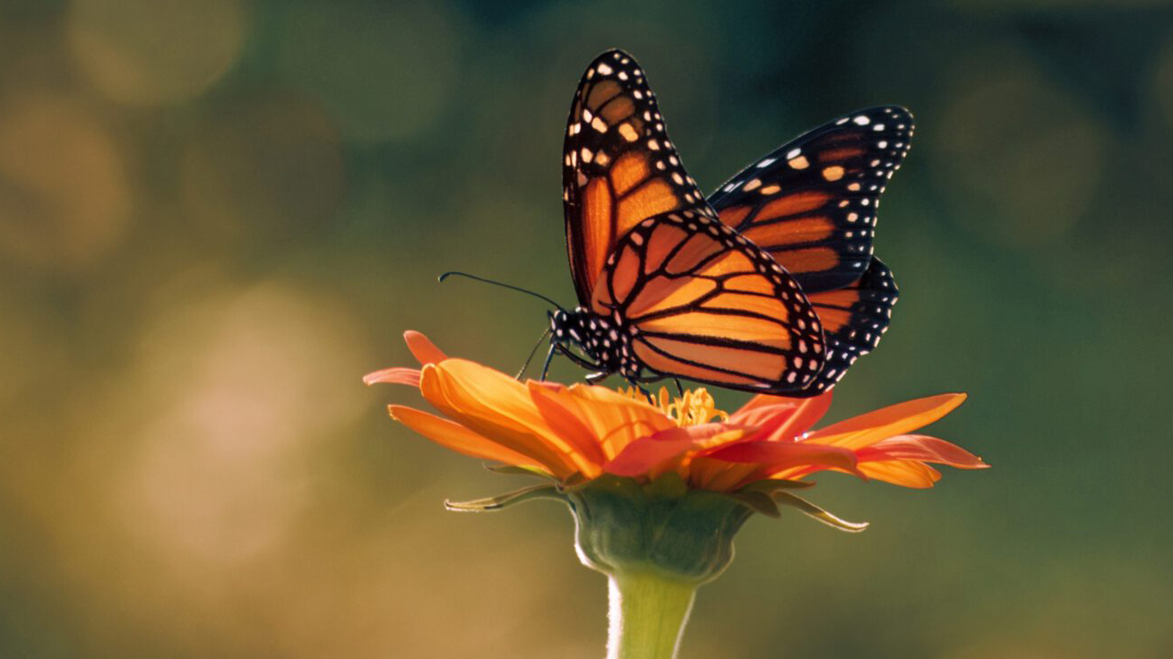 NC Teachers breathe new life into lessons through STEMwork | Kenan ...